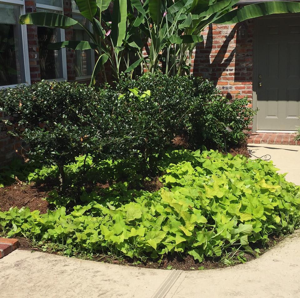 Best Landscaping Services for Your Baton Rouge Property